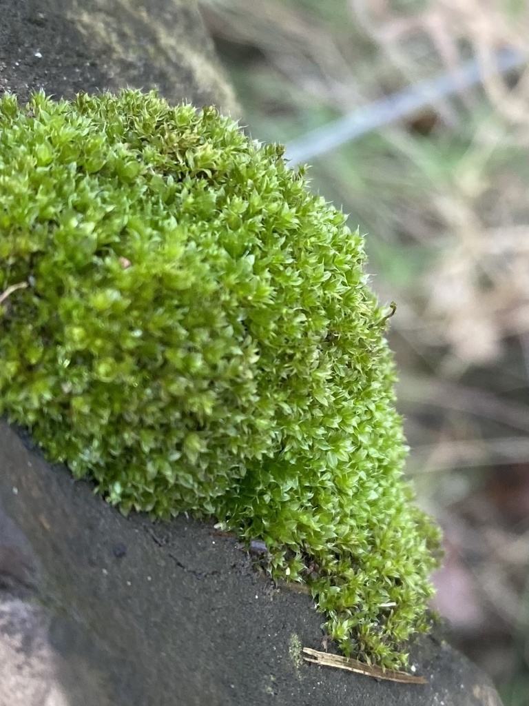 Capillary Thread-moss from Meldon CP, Morpeth, England, GB on December ...