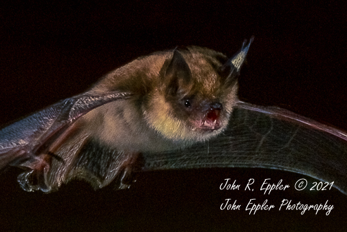 Fringed Myotis from Pima County, AZ, USA on May 07, 2021 at 09:19 PM by ...