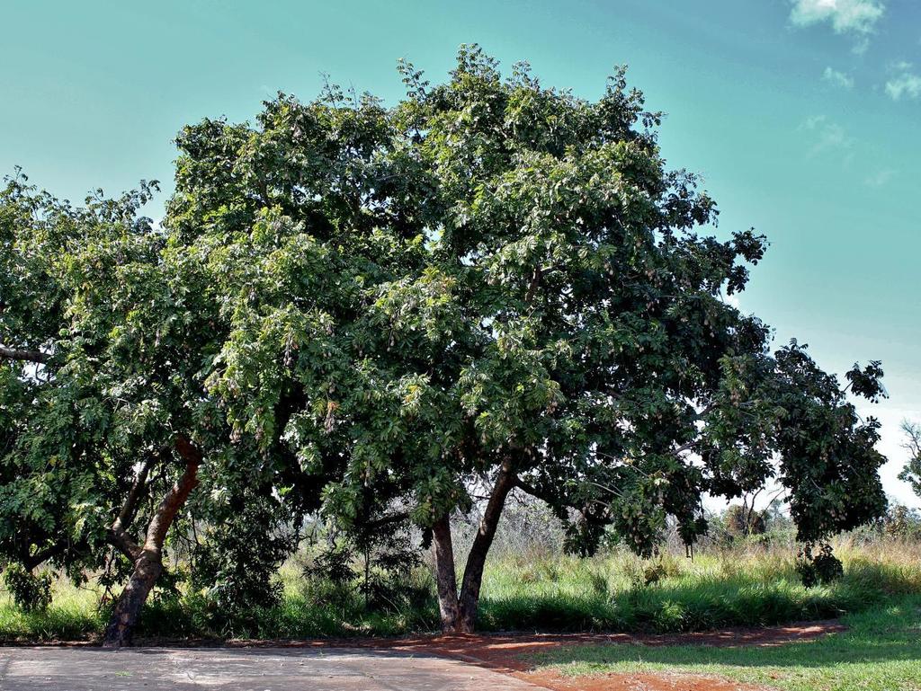 Tonka Bean Tree (Dipteryx alata) - Botanical Realm