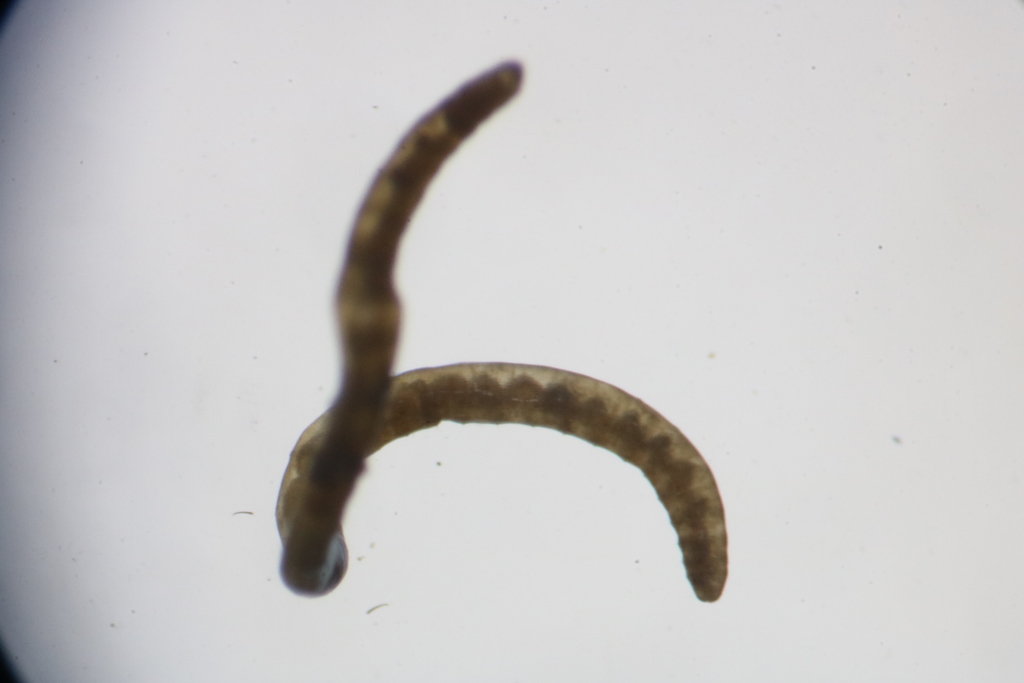 Naidid Worms from volcan carihuairazo on November 26, 2021 at 02:36 PM ...