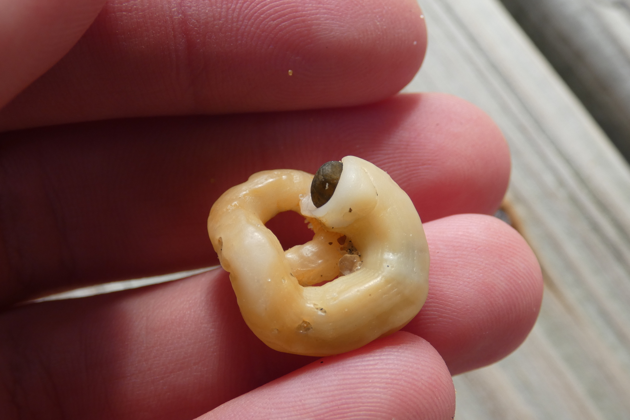 Vermicularia knorrii (Deshayes, 1843)