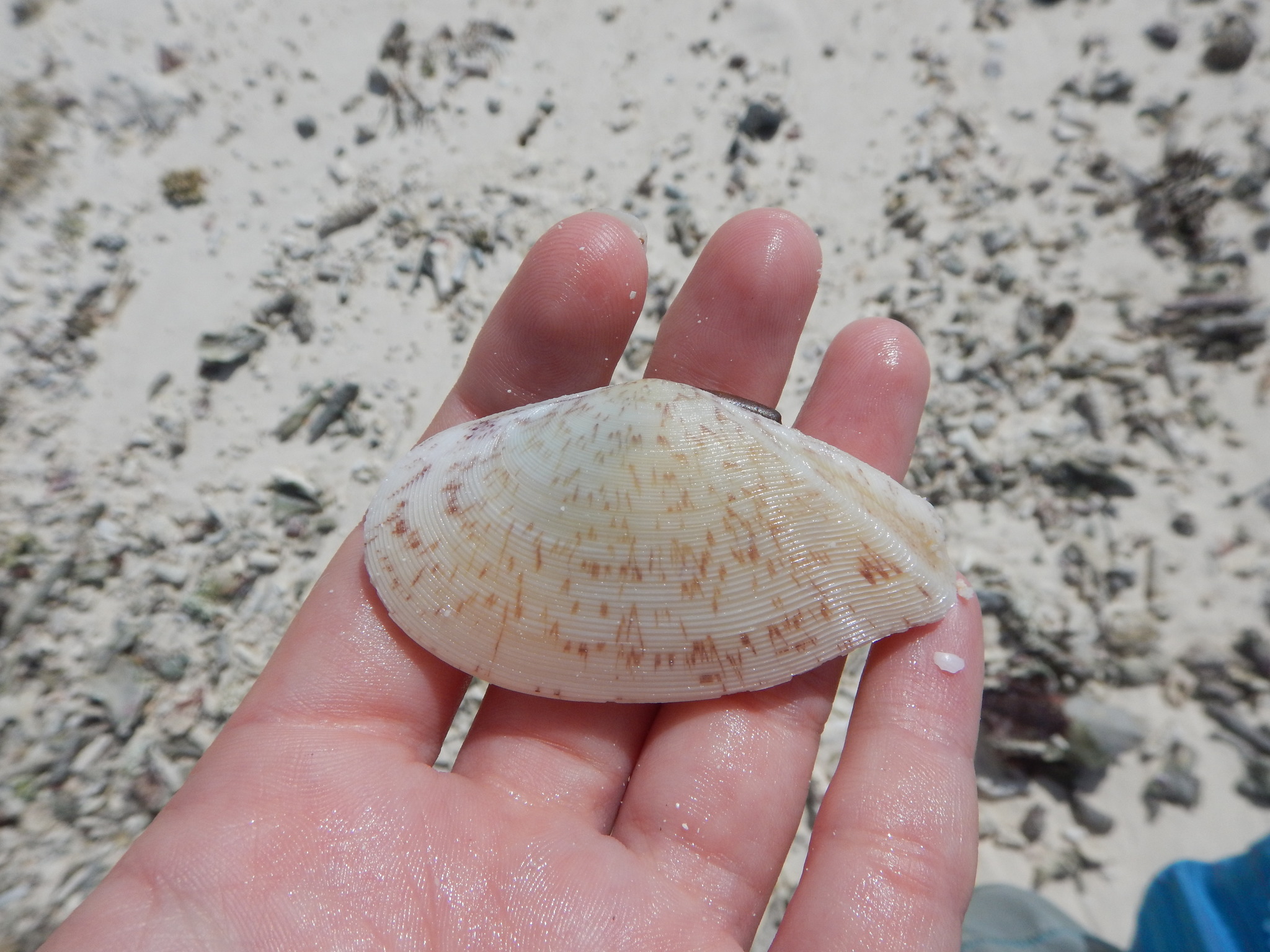 Tellinella listeri (Röding, 1798)