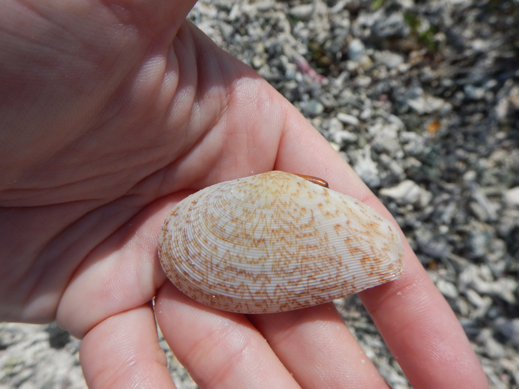 Tellinella listeri (Röding, 1798)