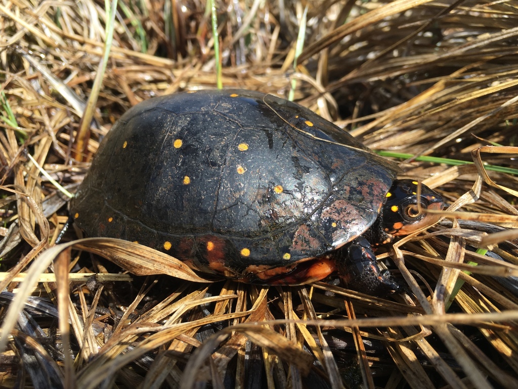 Spotted Turtle in May 2018 by Matthew Welc · iNaturalist