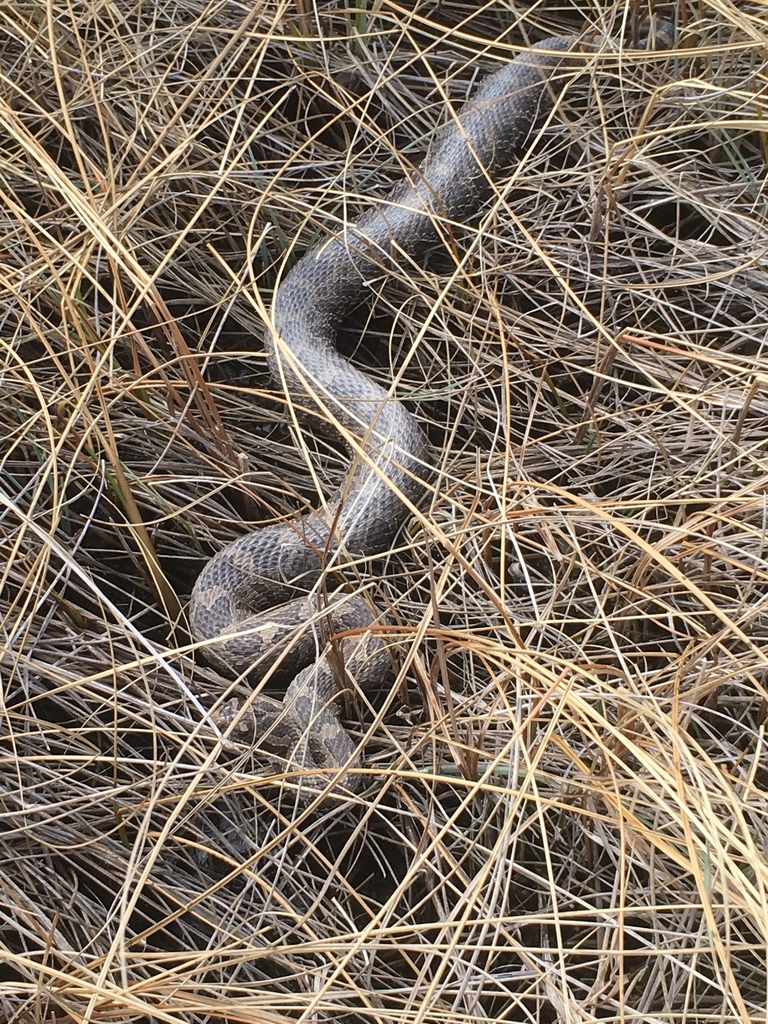 Massasauga in May 2018 by Matthew Welc · iNaturalist