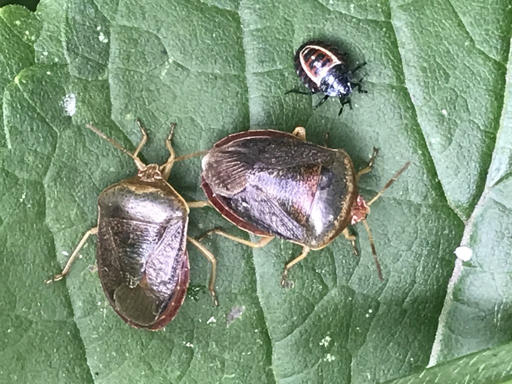 Ascra championi from Distrito Federal, Mexico on September 06, 2020 at ...