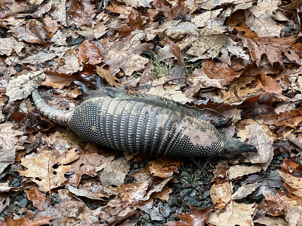 Nine-banded Armadillo in December 2021 by jbike · iNaturalist