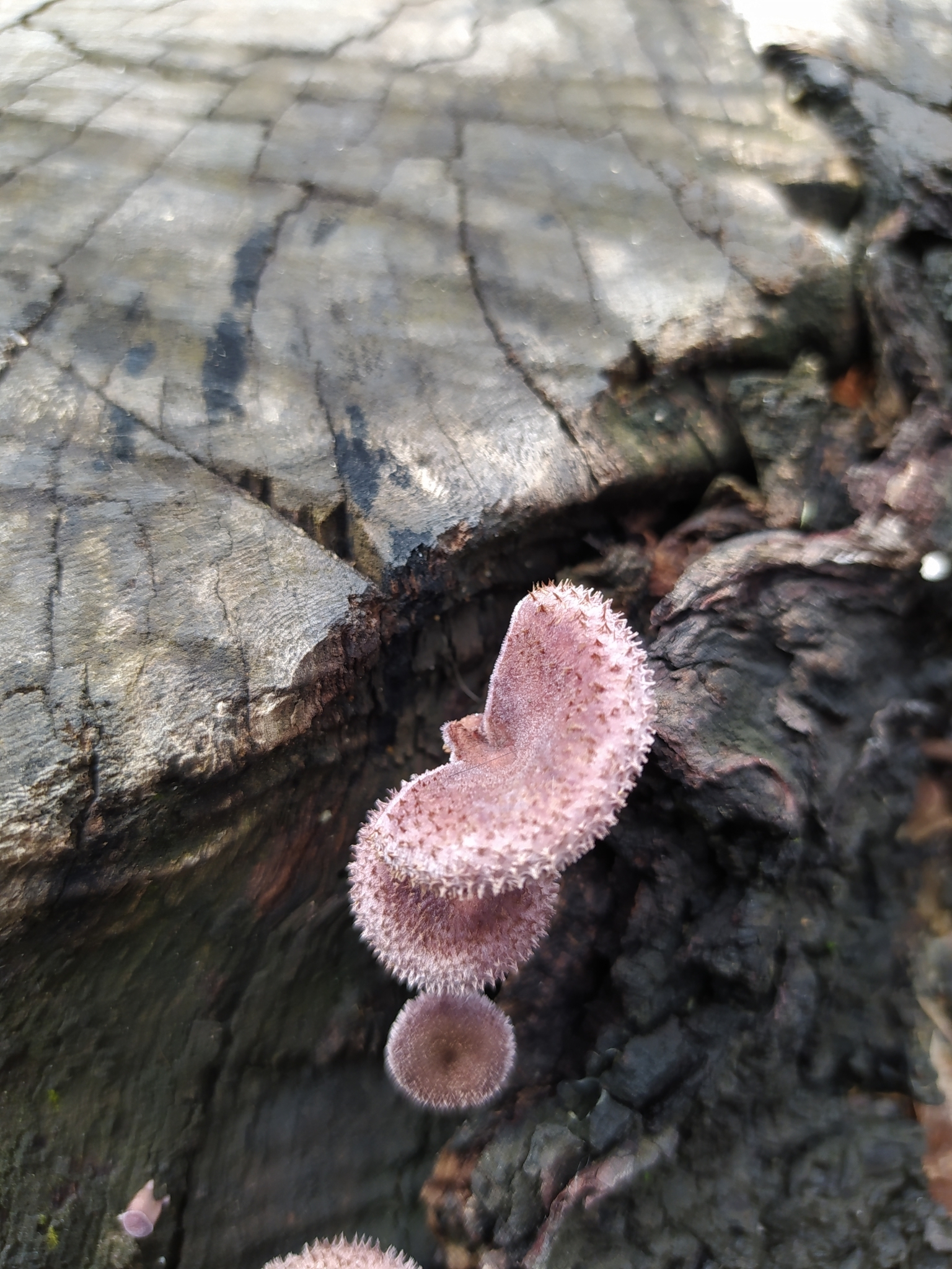 Panus strigellus (Berk.) Overh.