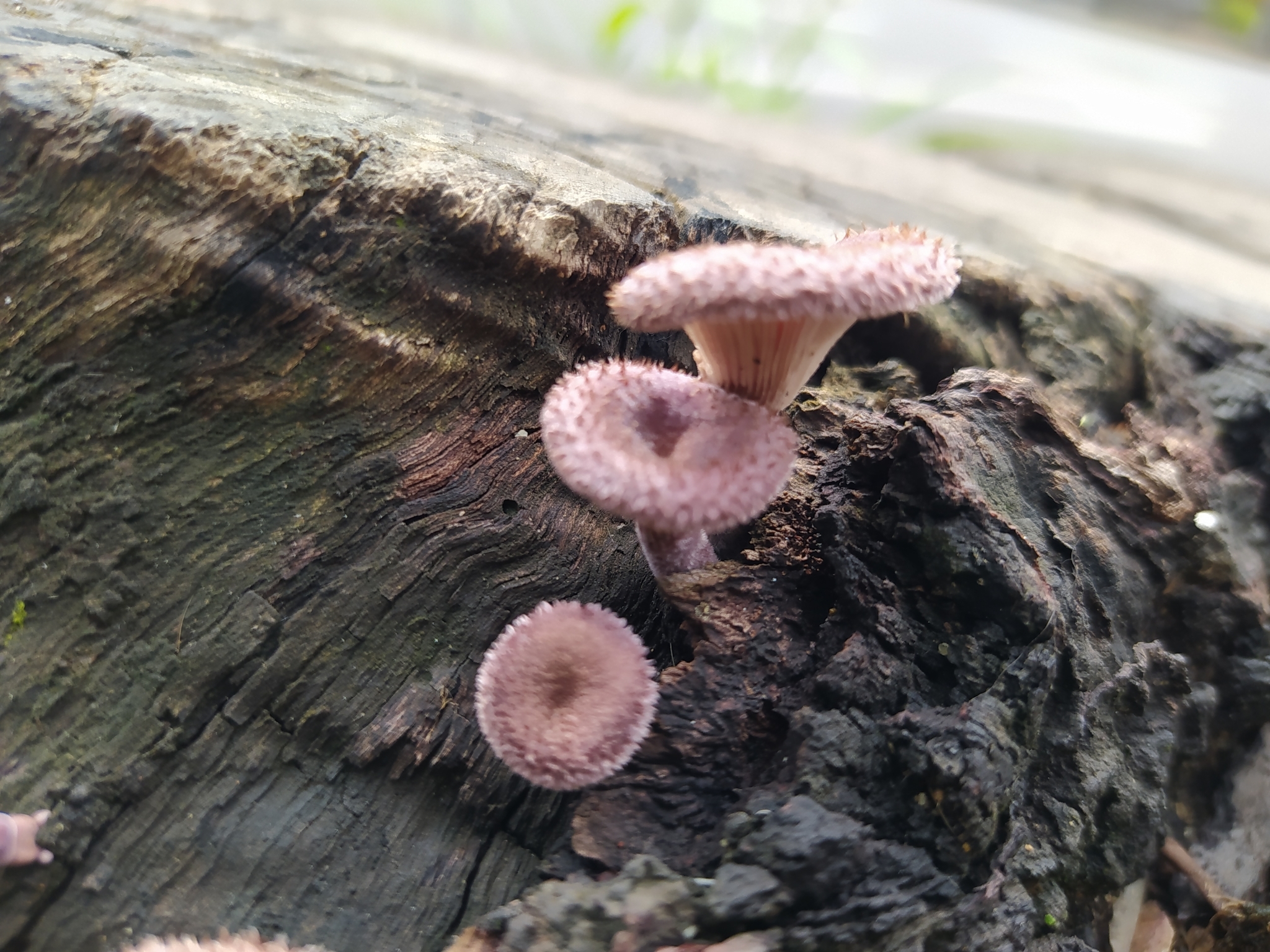 Panus strigellus (Berk.) Overh.