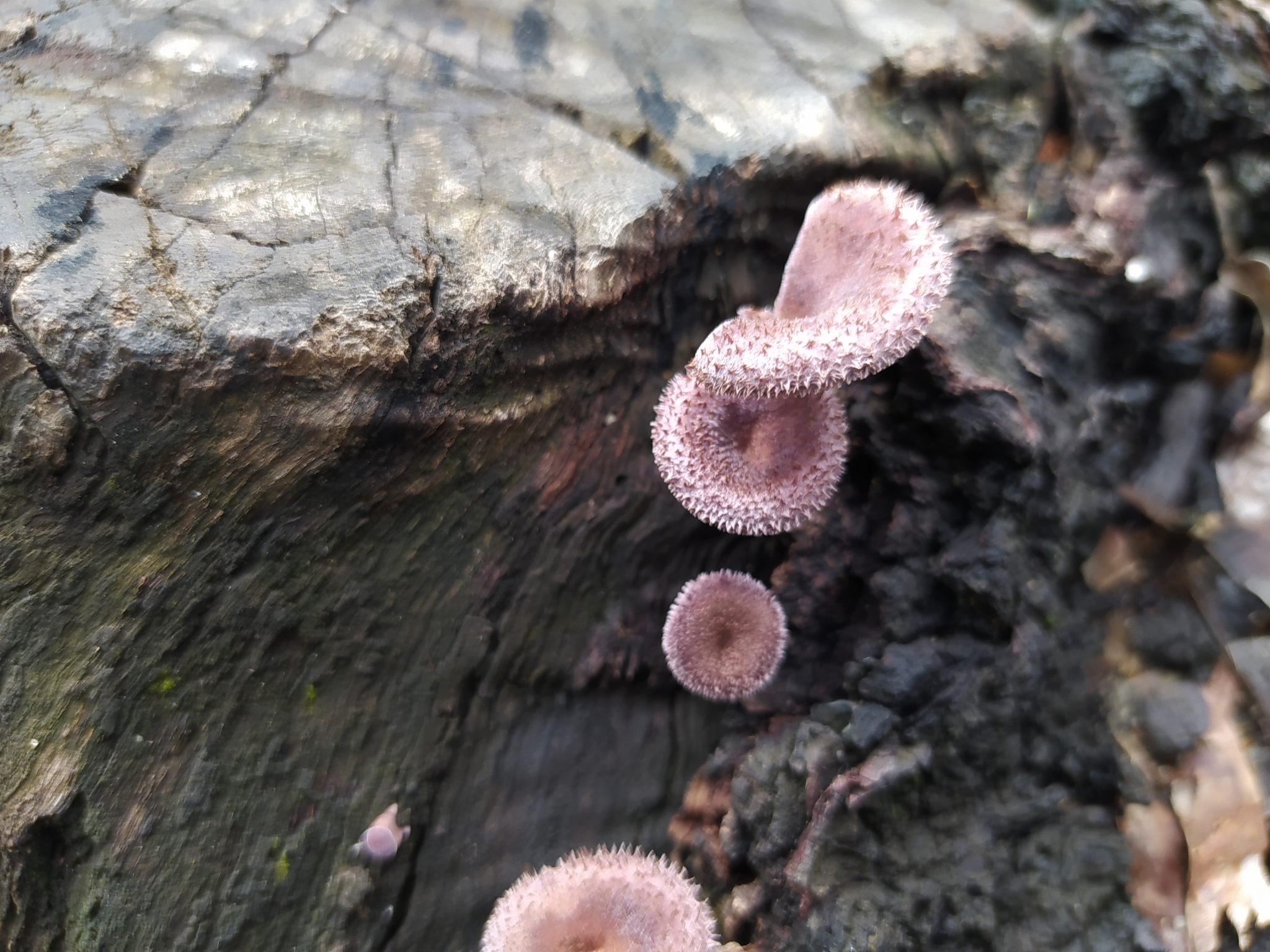 Panus strigellus (Berk.) Overh.