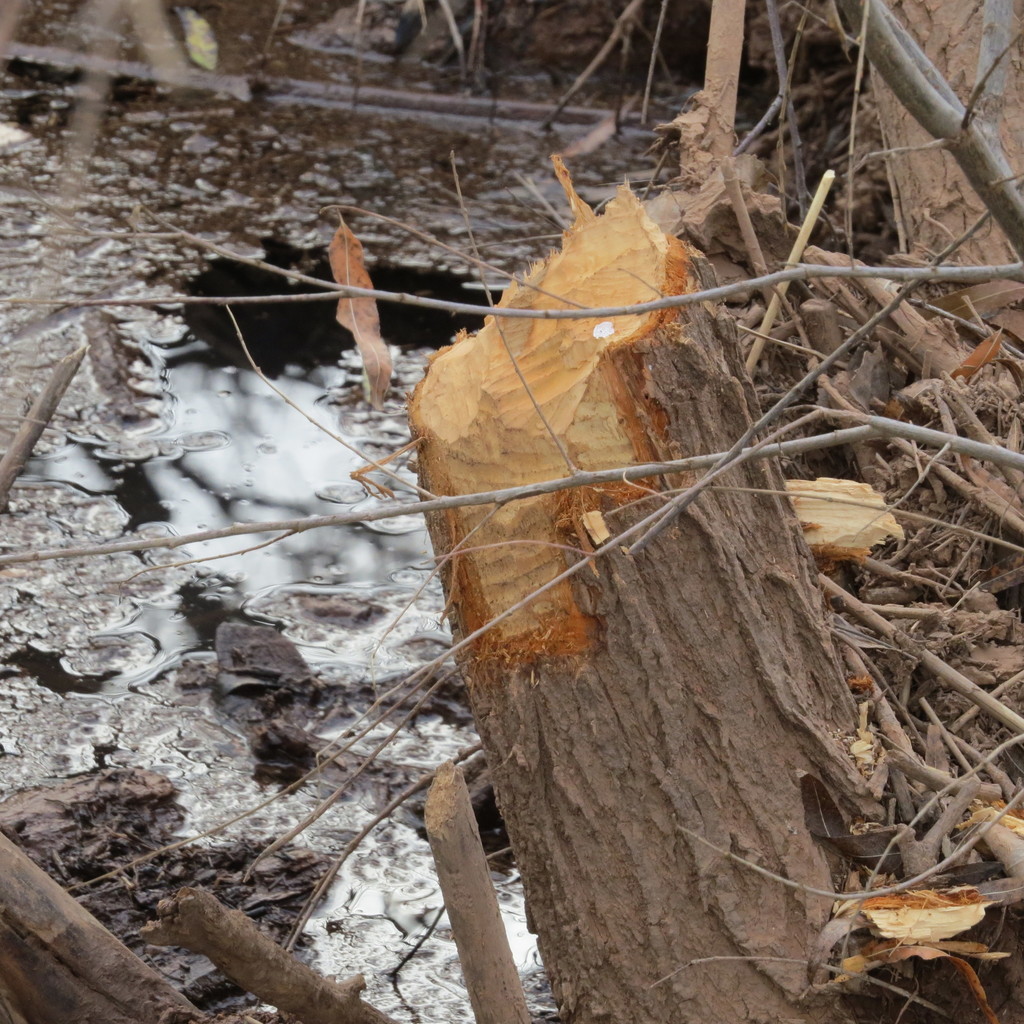 American Beaver from Sierra Vista Southeast, AZ, USA on December 30 ...