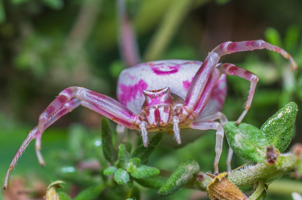 Pink Crab Spider from Barcelona, España on May 26, 2017 at 09:03 PM by ...