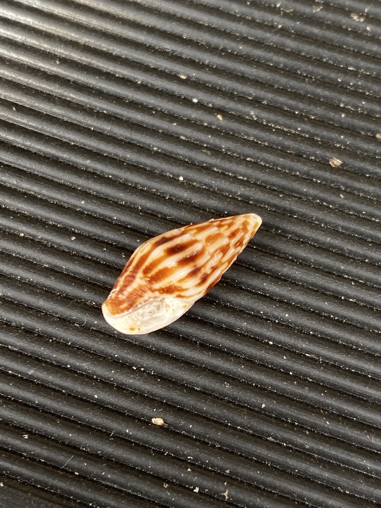 Anachis vexillum in December 2021 by oceanicadventures · iNaturalist