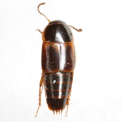 Tachinus axillaris · iNaturalist
