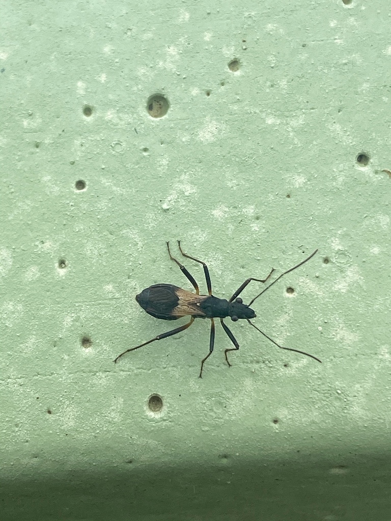 Cydamus femoralis from Rua 2430, Itapoá, SC, BR on December 30, 2021 at ...