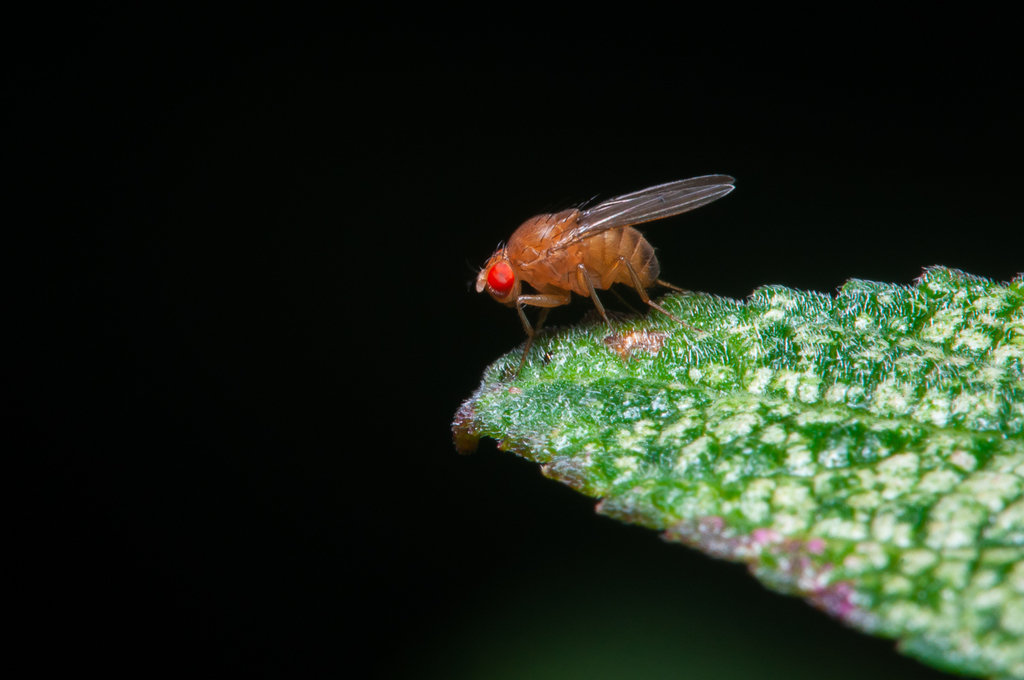 Small Fruit Flies from Alajuela Province, San Ramon, Costa Rica on ...