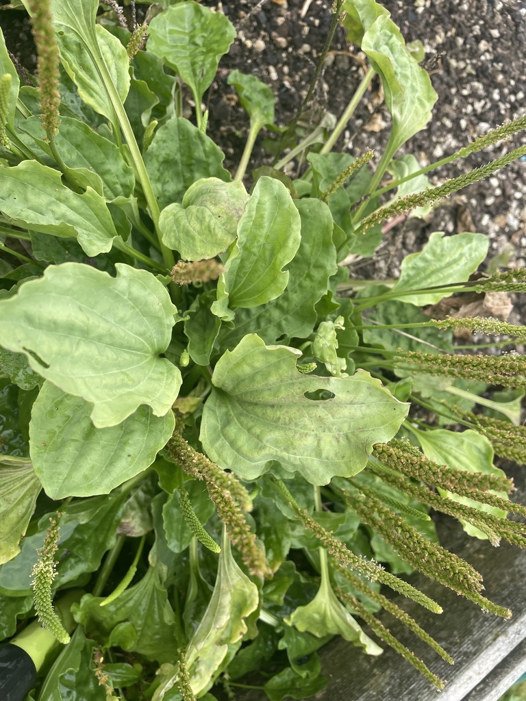 greater plantain from Mangawhero Road, Otorohanga, Waikato, NZ on ...
