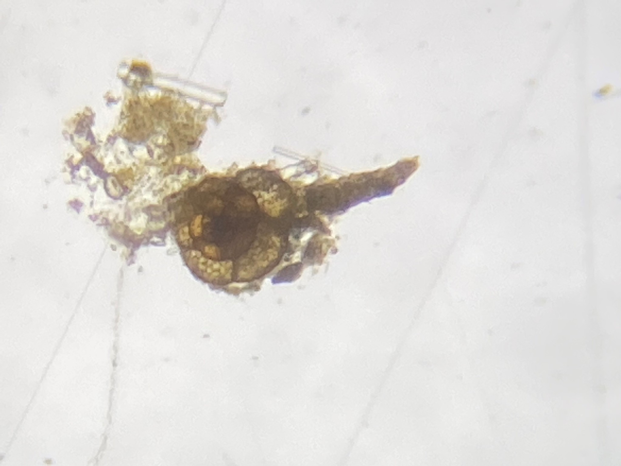 Trochammina Parker & Jones, 1859