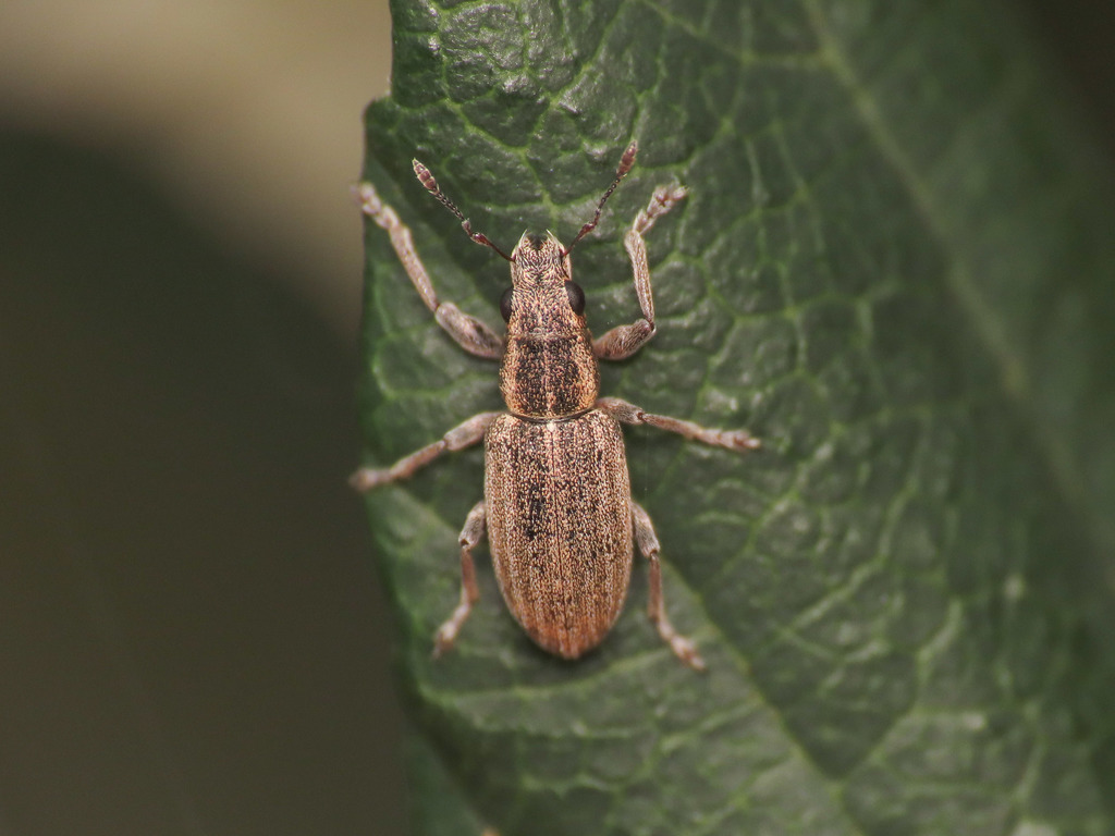 Sitona from Province of Chieti, Italy on December 30, 2021 at 01:45 PM ...