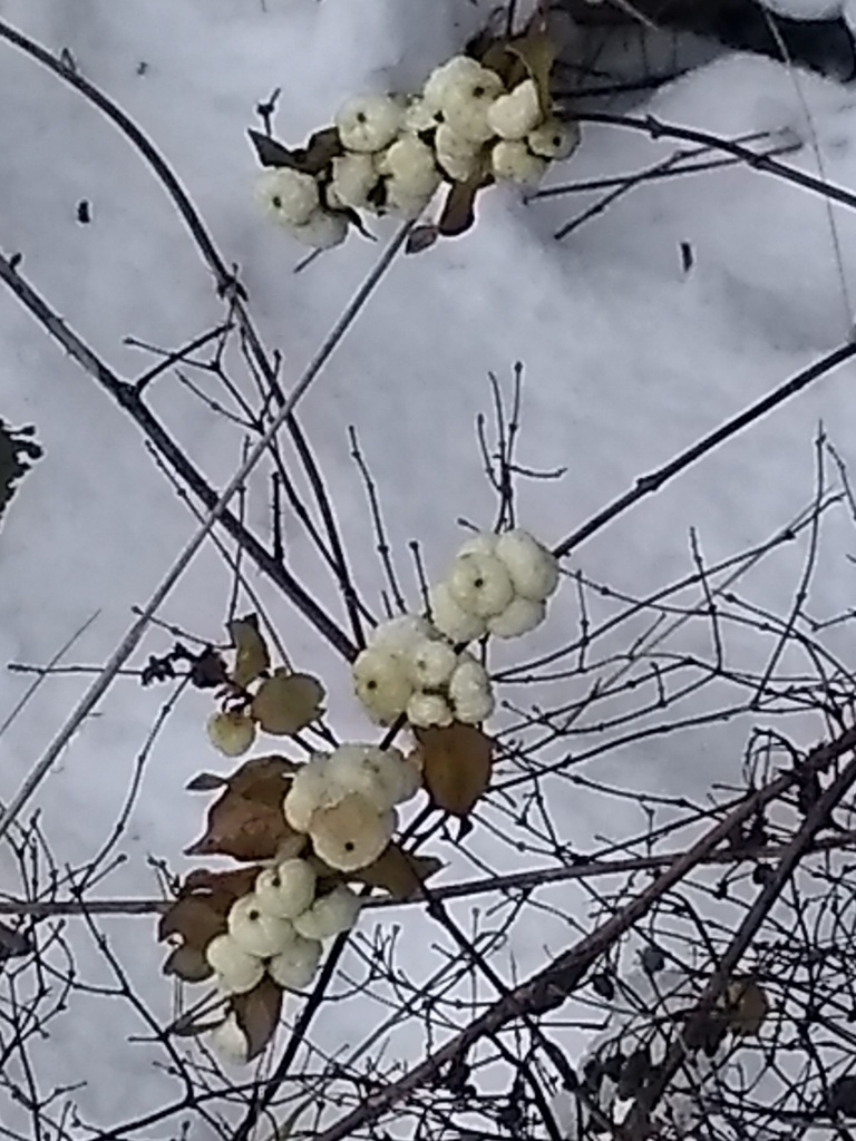 Common Snowberry from Kennedy Creek, Kamilche, WA, USA on December 30 ...
