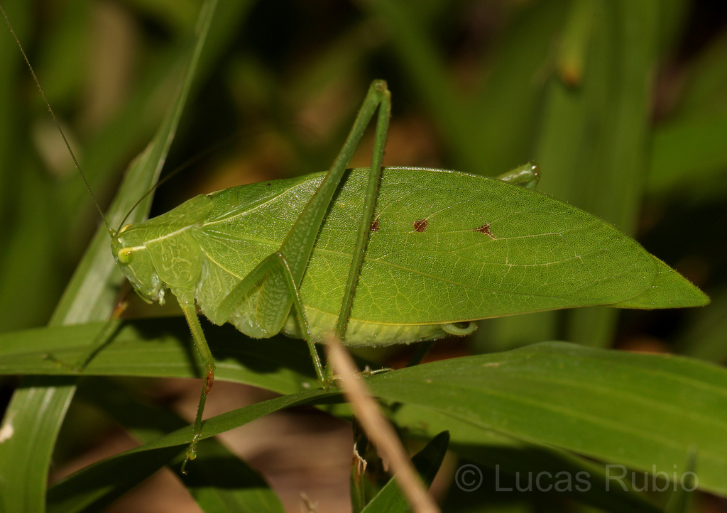 Phylloptera fosteri from Granja la Lechuza, Oberá, Misiones, Argentina ...