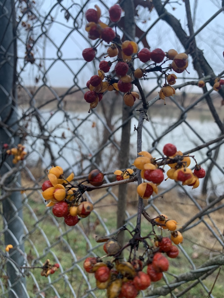 Oriental bittersweet from Zion Rd, Gaithersburg, MD, US on December 30 ...