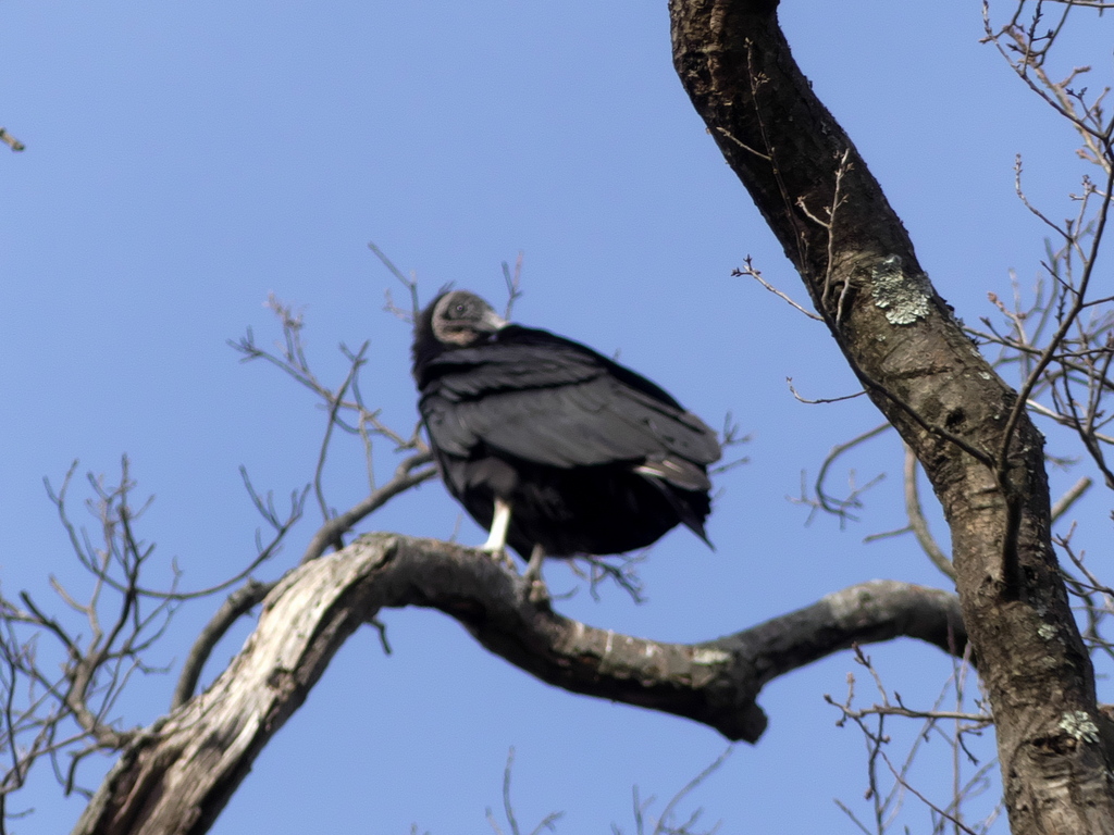 Black Vulture from Duke Farms, Hillsborough Township, NJ 08844, USA on ...