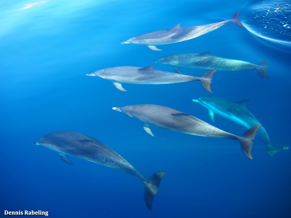 Atlantic Spotted Dolphin (Stenella frontalis) - Marine Life Identification