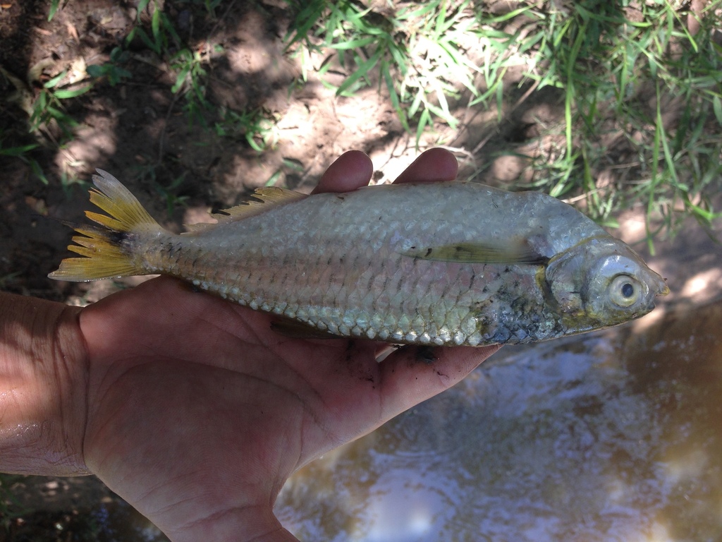 Triportheus signatus from Lins - SP, Brasil on October 29, 2015 at 12: ...