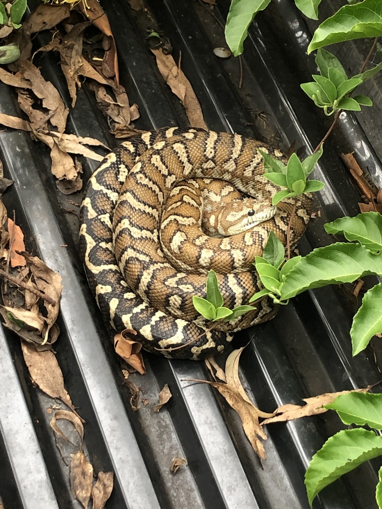 Centralian Carpet Python from Bielby Rd, Chapel Hill, QLD, AU on ...