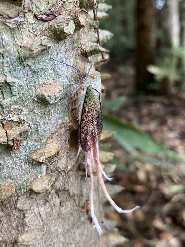 Wax-tailed Planthopper from Parauapebas, PA, BR on December 29, 2021 at ...