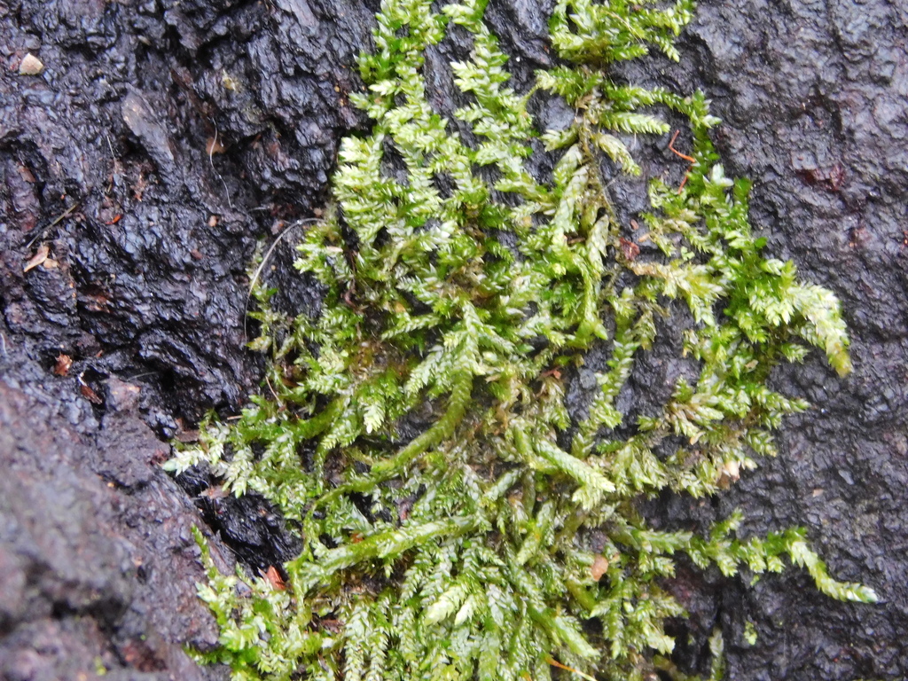 Entodon mosses from Brooklyn, NY, USA on December 30, 2021 at 04:31 PM ...