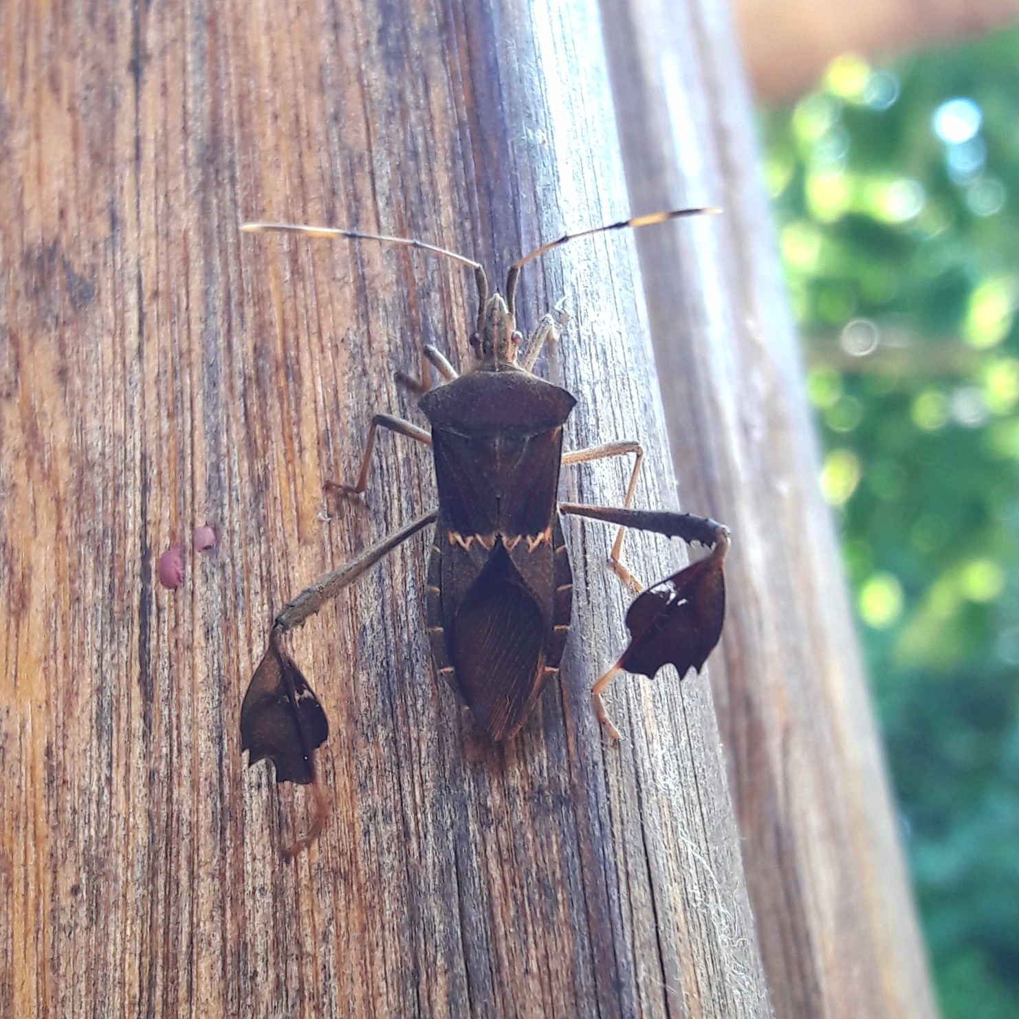 Leptoglossus stigma (Herbst, 1784)