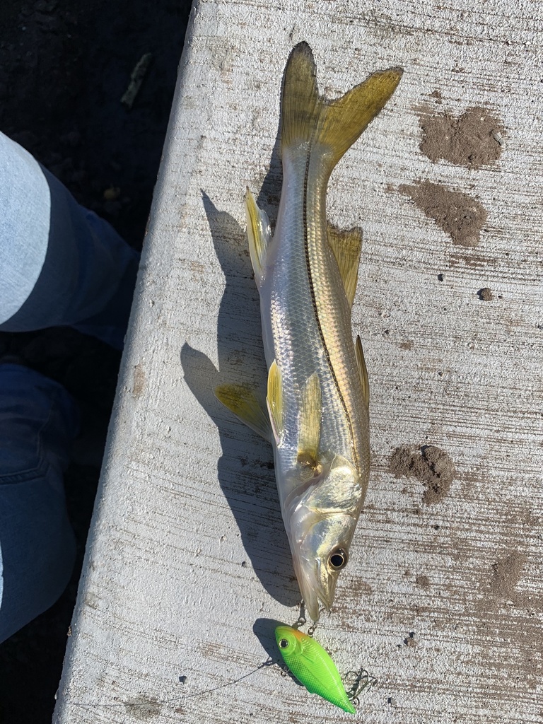 Common Snook from Lakeland Cir, Port Charlotte, FL, US on December 29 ...