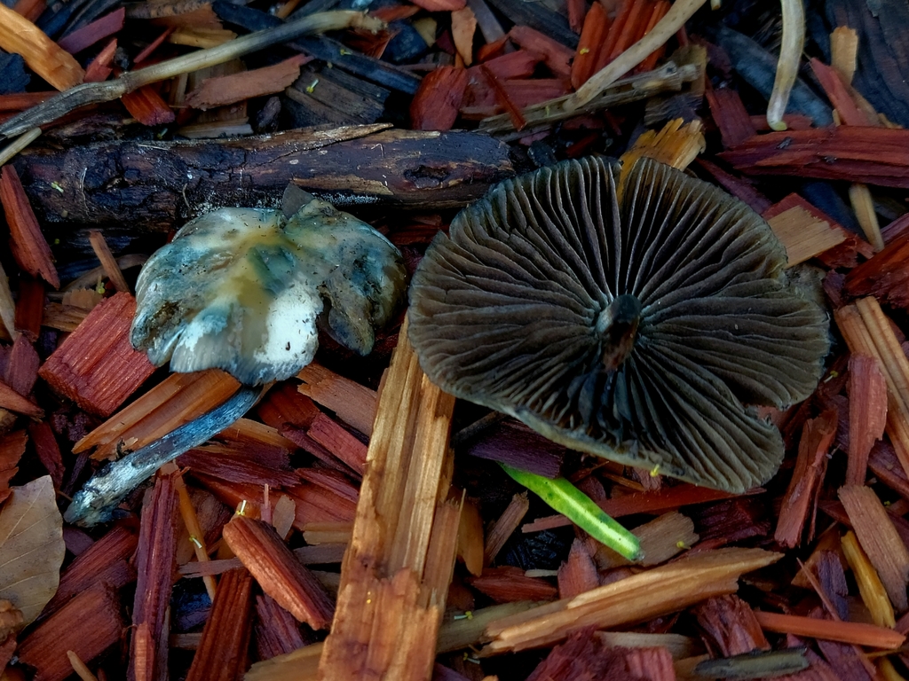 Psilocybe allenii from MT MADONNA, CA 95076, USA on December 30, 2021 ...