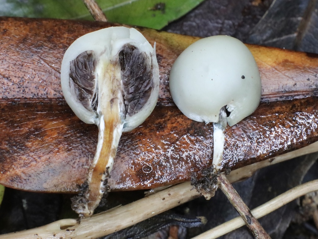 Psilocybe weraroa from Coromandel Forest Park, Coromandel Forest Park ...