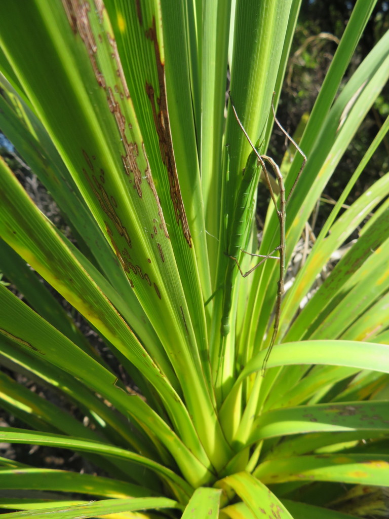 Smooth Stick Insect from Kaeo, New Zealand on December 19, 2021 at 03: ...