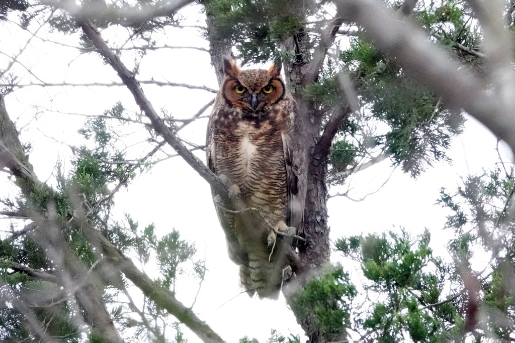 Great Horned Owl from Dallas, TX, USA on December 30, 2021 at 05:36 PM ...