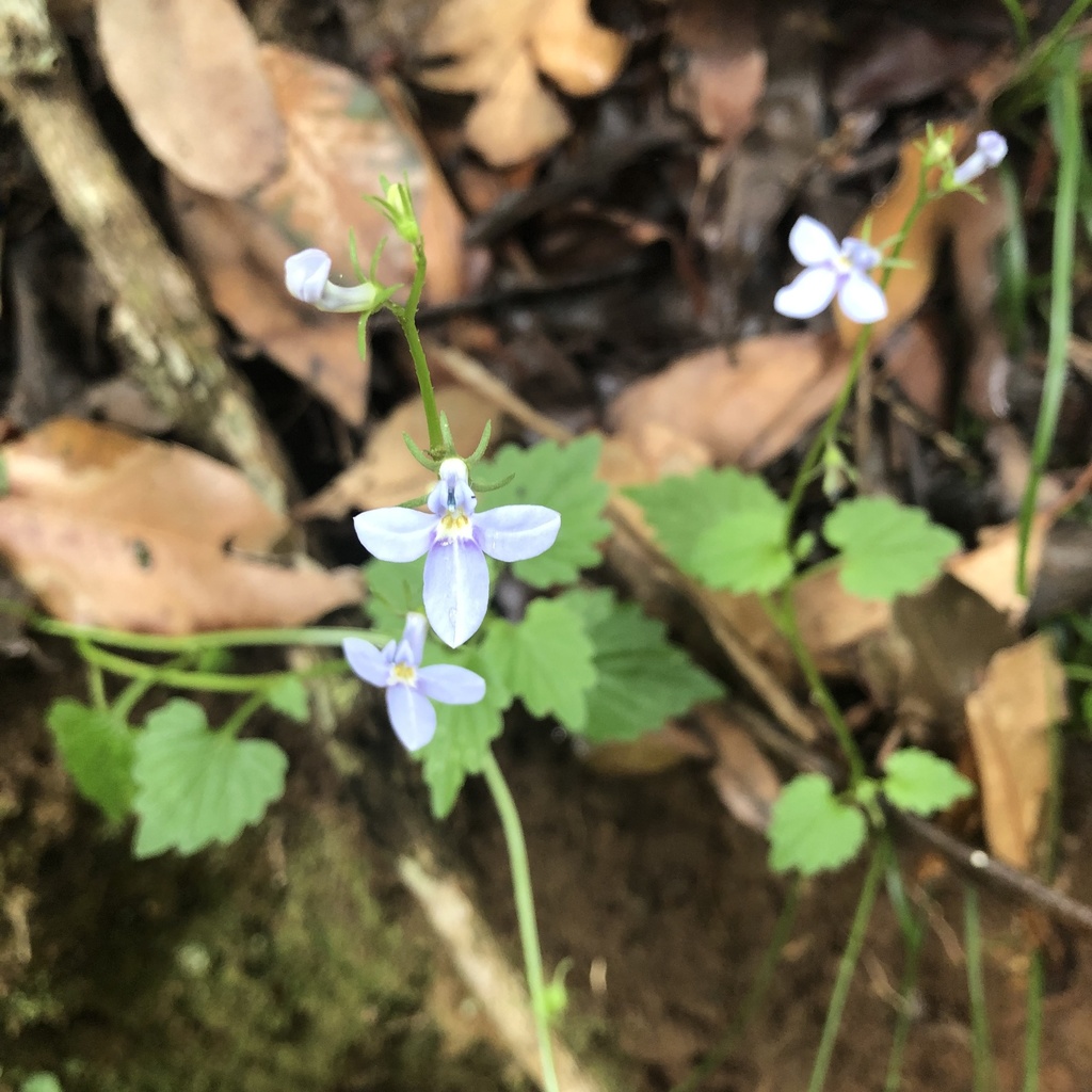 forest lobelia from Washpool National Park, Gibraltar Range, NSW, AU on ...
