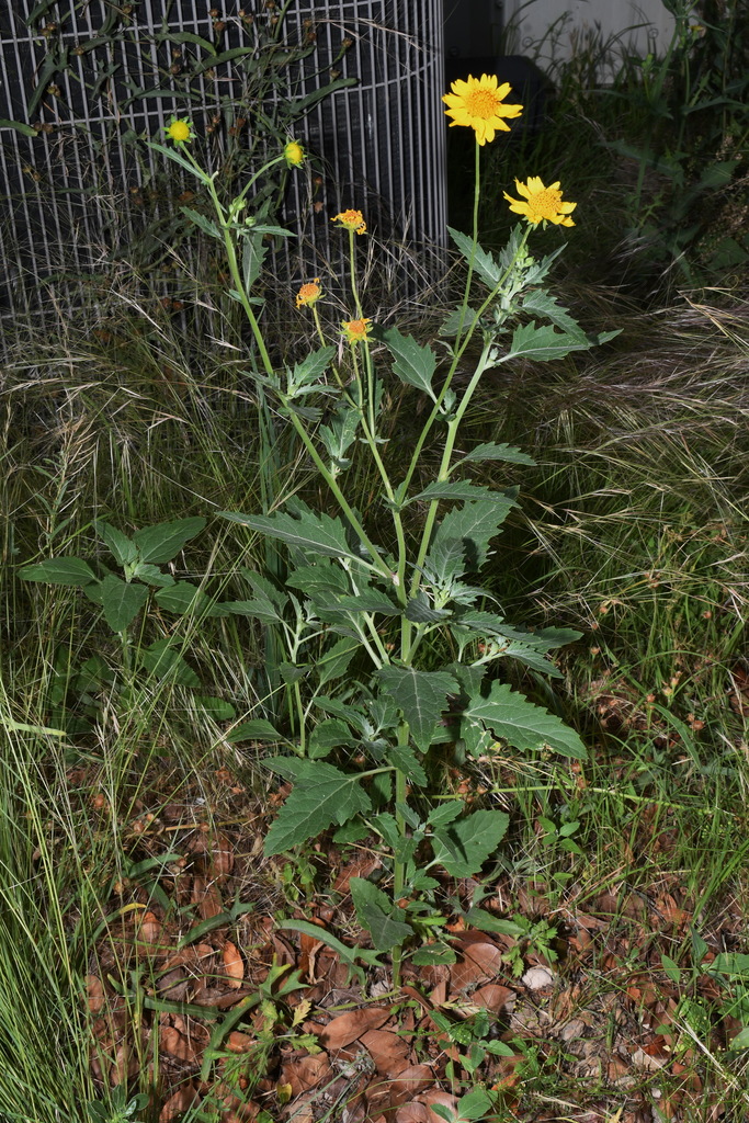 cowpen daisy from Eddy County, NM, USA on June 06, 2021 at 08:58 AM by ...