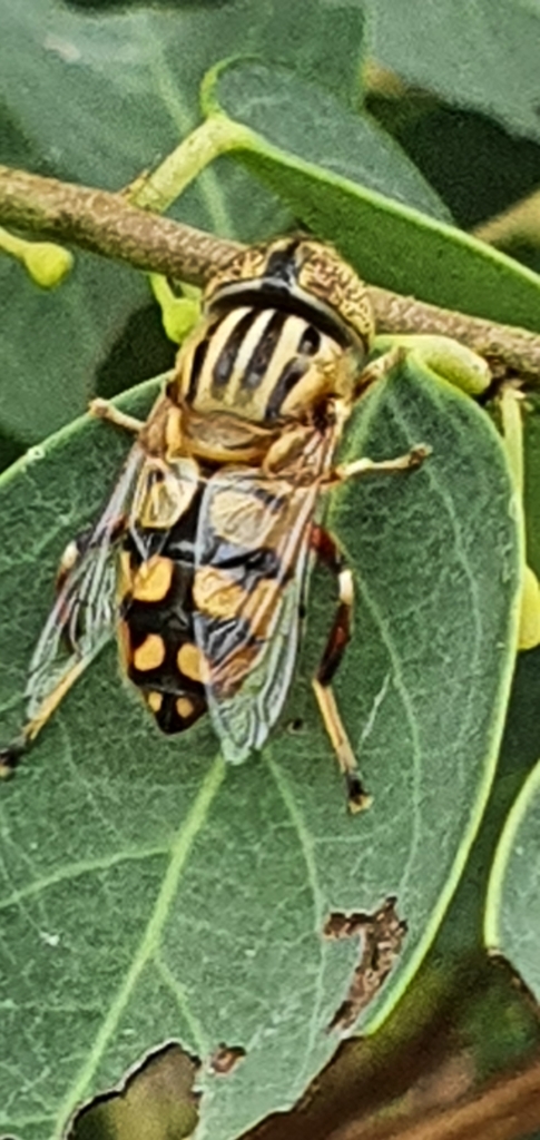 Native Drone Fly from Bouldercombe QLD 4702, Australia on December 31 ...