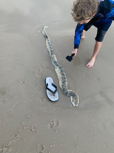 Stokes' Sea Snake (Hydrophis stokesii) - Snakes and Lizards