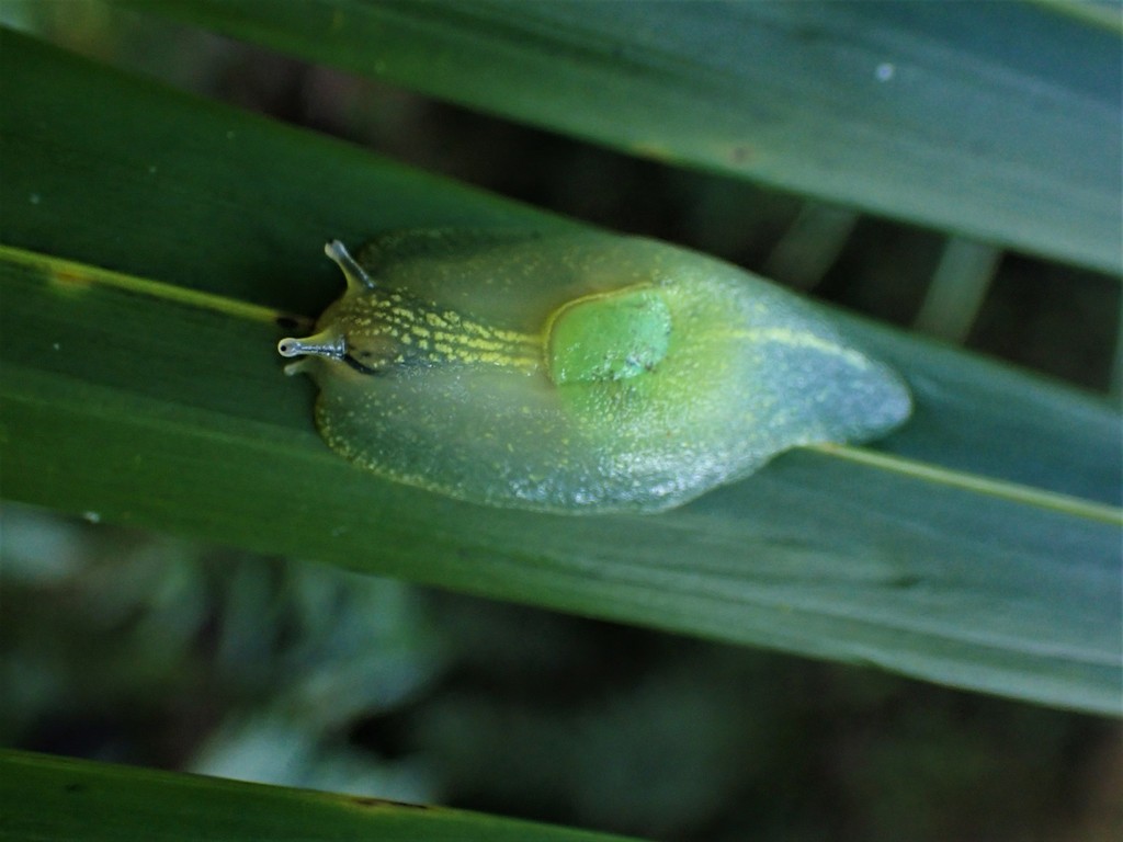 Puerto Rican Semi-slug from Mameyes II, Río Grande 00745, Puerto Rico ...