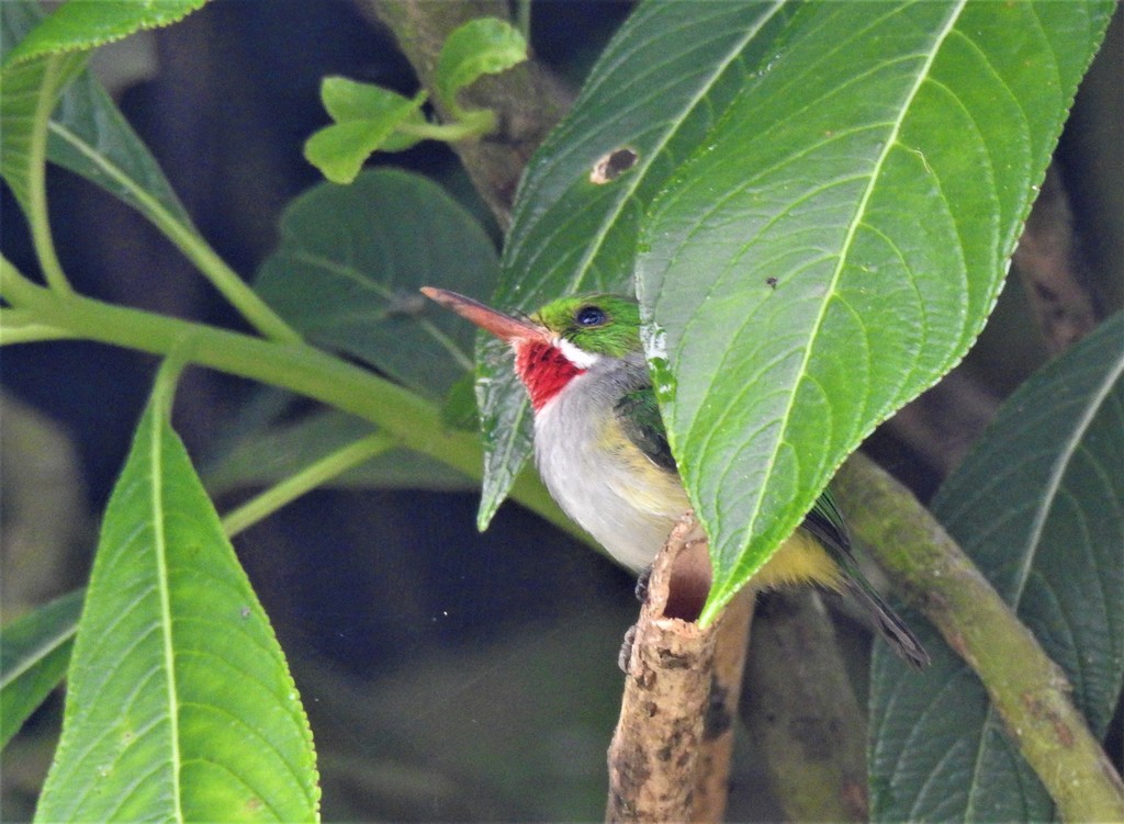Puerto Rican Tody from Mameyes II, Río Grande 00745, Puerto Rico on ...