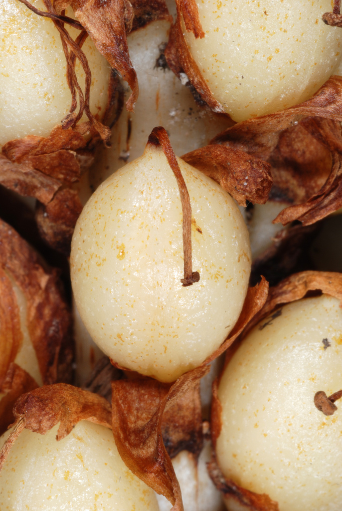 American cancer-root (Partidgeberry, Teaberry, Wintergreens, et al ...