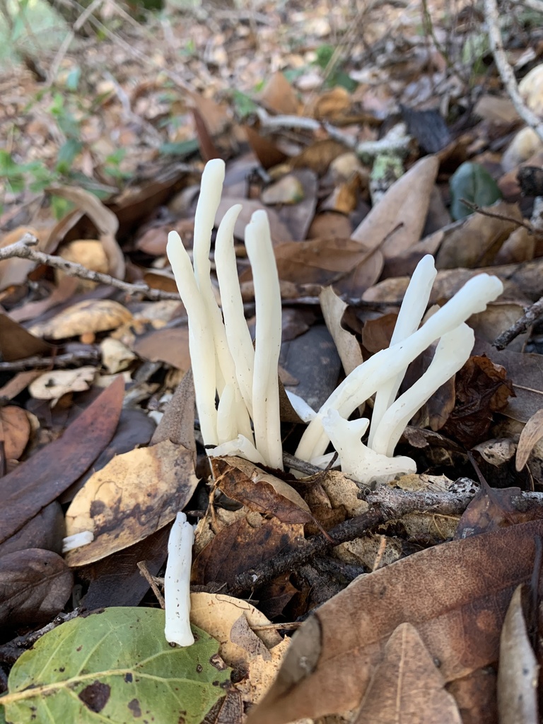Clavaria from Anthony Chabot Regional Park, Castro Valley, CA, US on ...