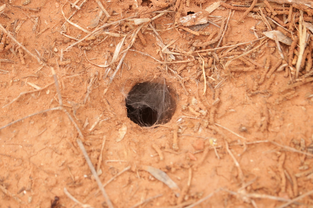 Texas Black Spot Tarantula from Randall County, TX, USA on August 31 ...