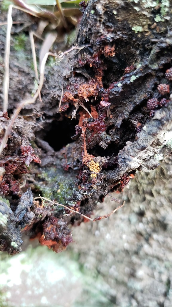 Wasp's Nest Slime Mold from Luzerne County, PA, USA on December 12 ...
