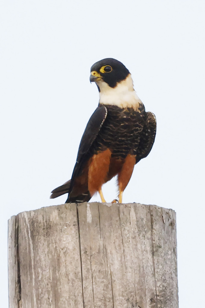 Bat Falcon from 3325 Green Jay, Alamo, TX 78516, USA on December 30 ...