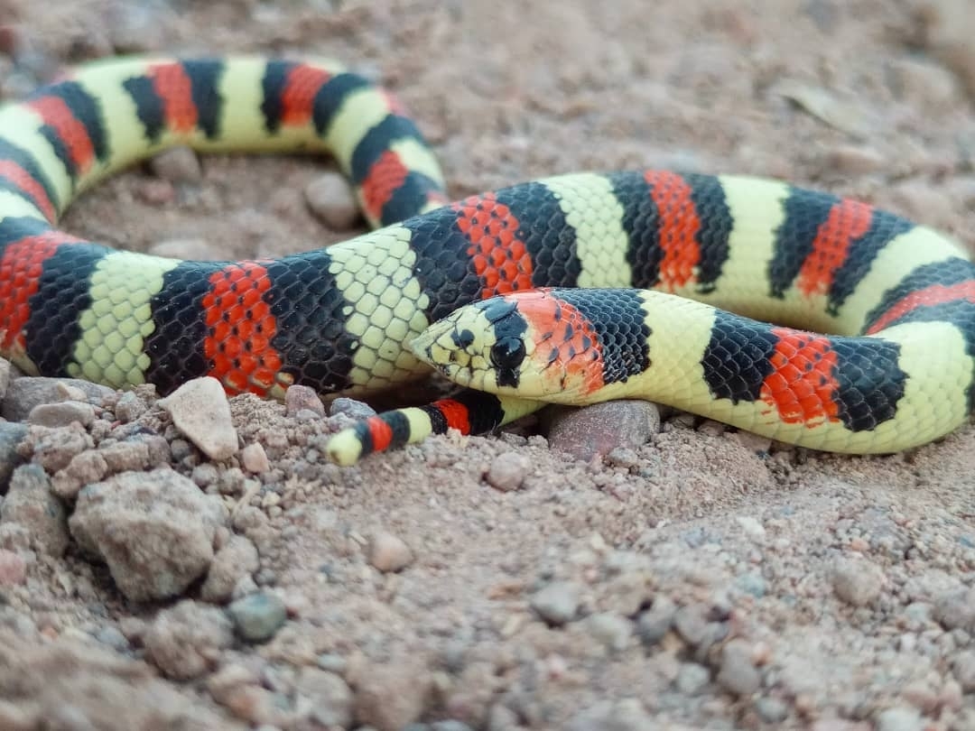 Xenodon semicinctus (Duméril, Bibron & Duméril, 1854)